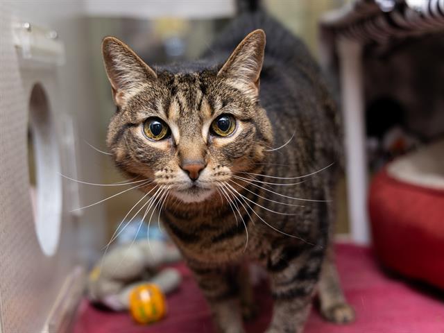 Senior Kitty Surrendered to AHS Looking for Forever Home